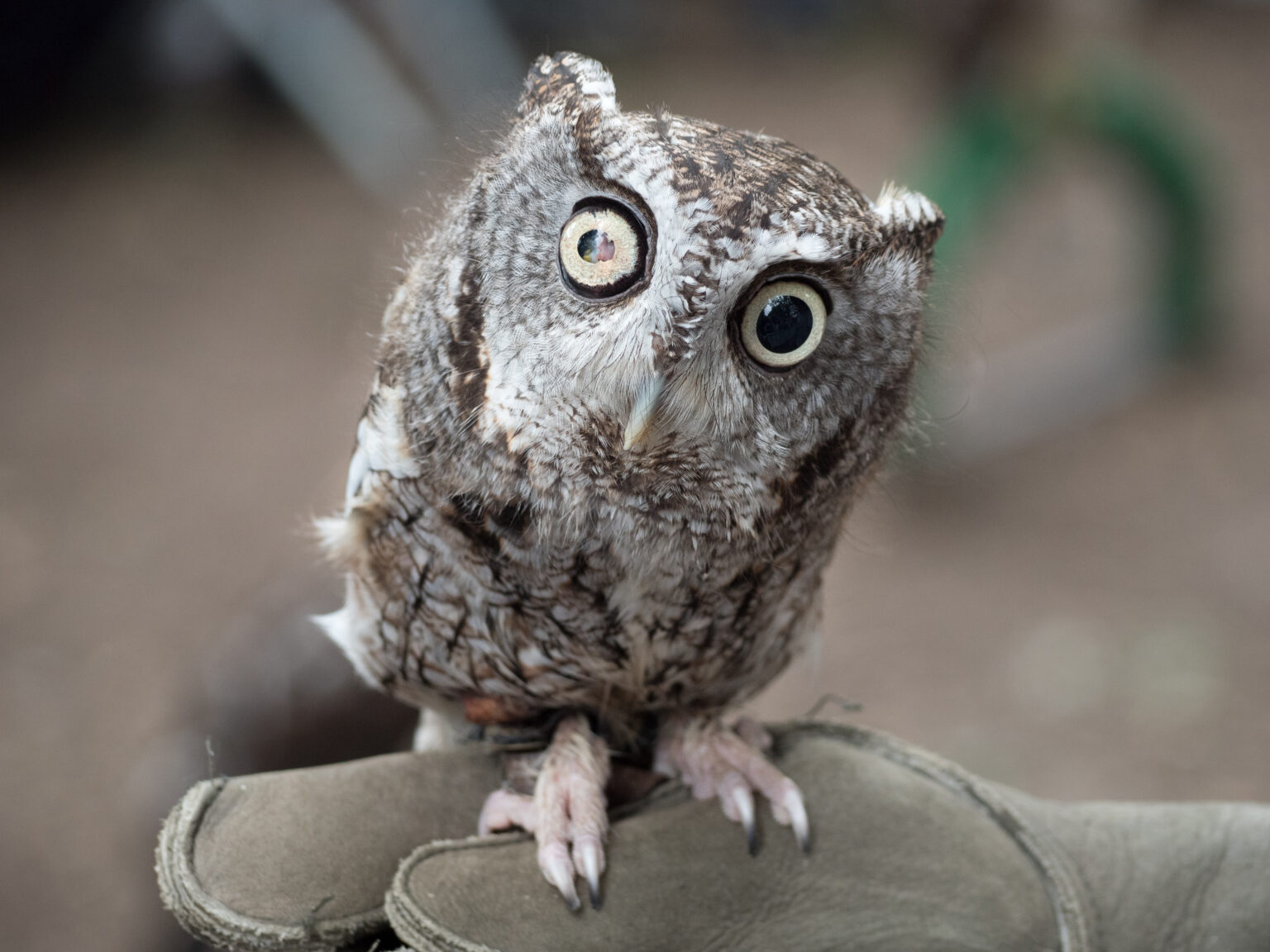 Owl Facts: Guardians of the Twilight - Animals Discovered