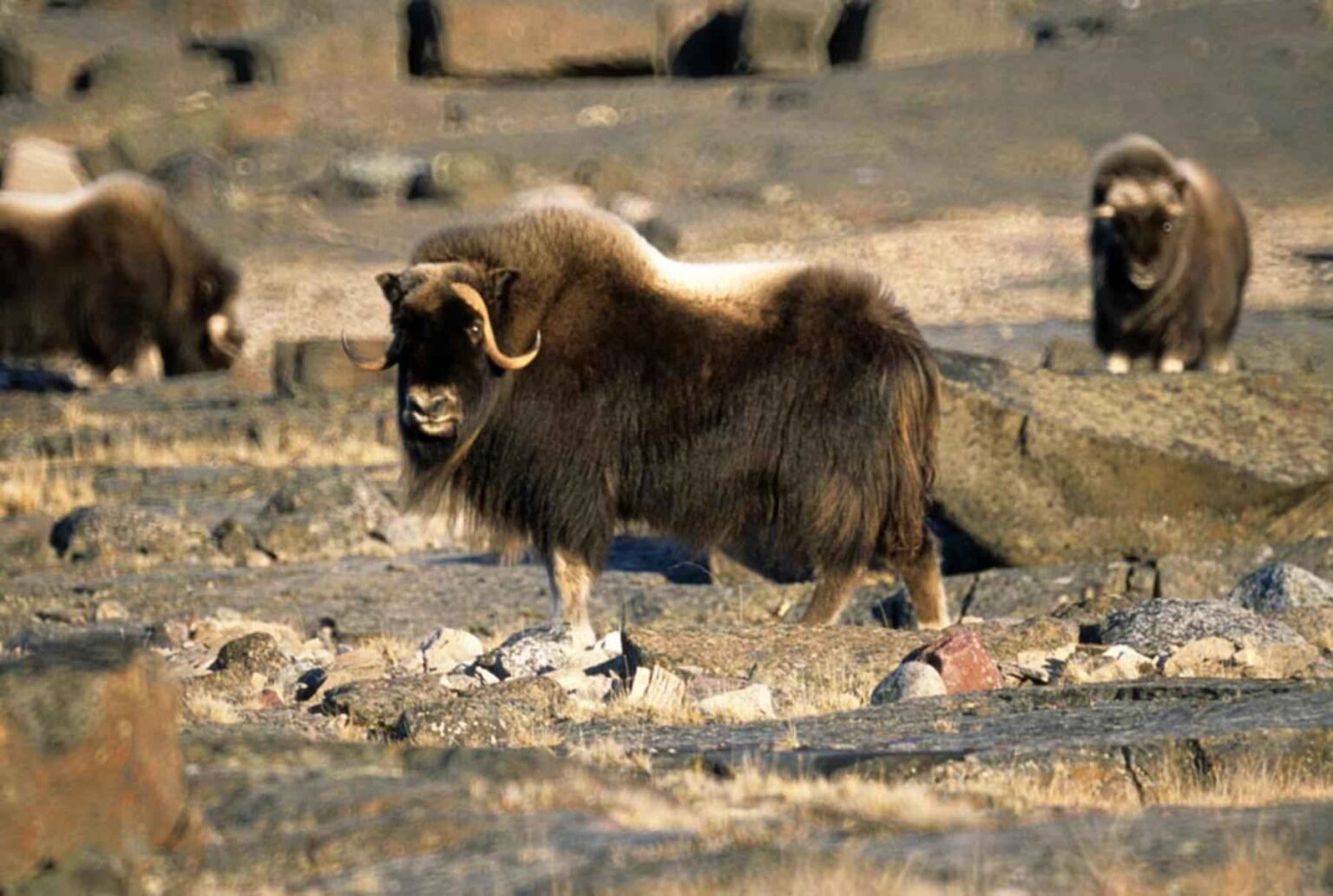 Ox Facts: Titans of Tradition and Labor - Animals Discovered