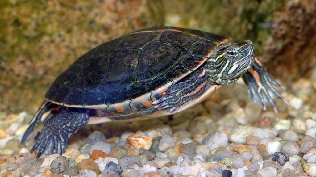 Painted Turtle Facts: The Sunbather of the Wetlands - Animals Discovered
