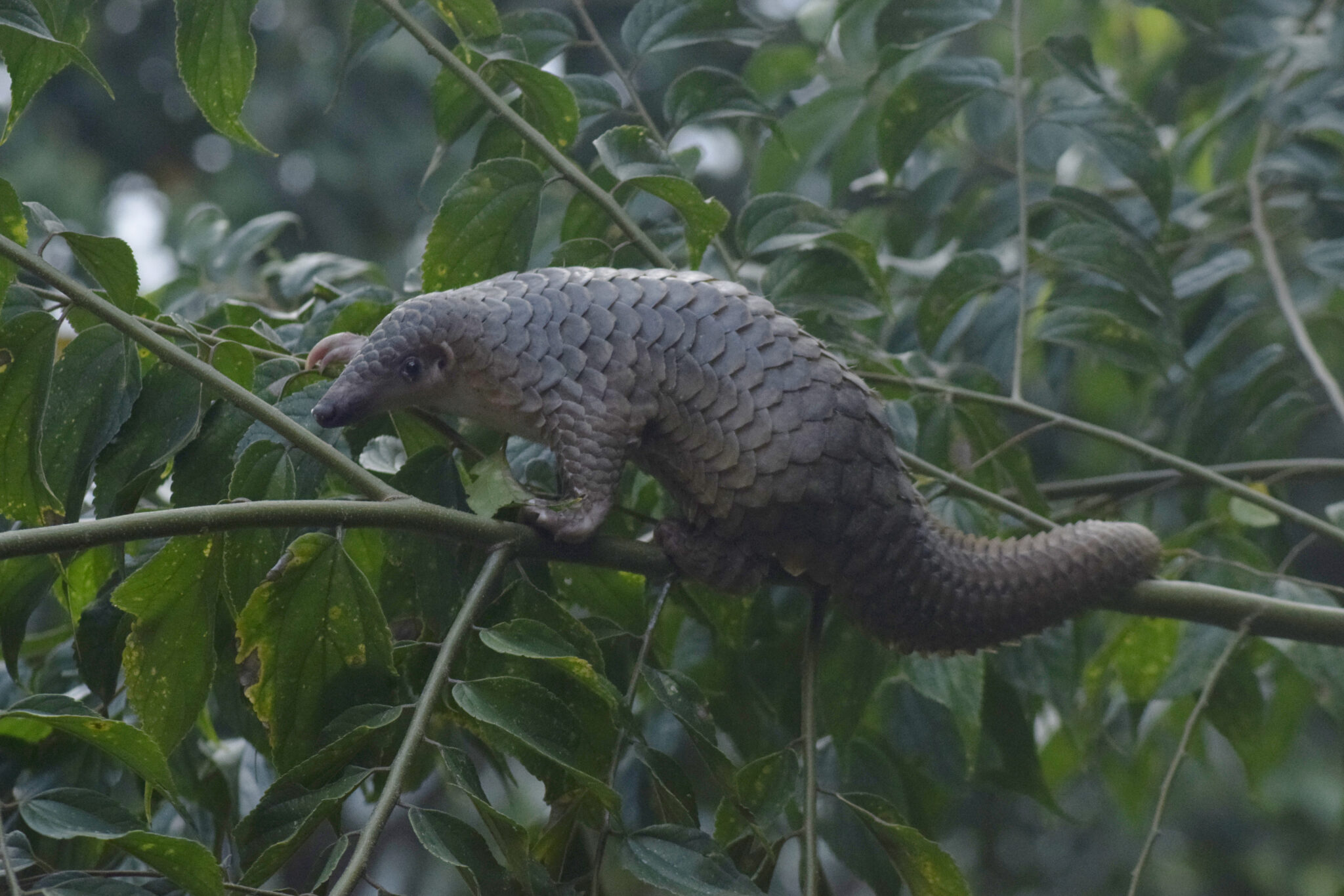 Pangolin Facts: The Secretive Armored Wonder - Animals Discovered