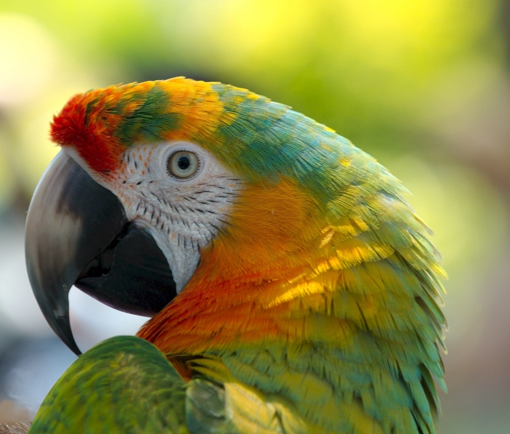 Parrot Facts: The Colorful Chatterbox of Nature - Animals Discovered