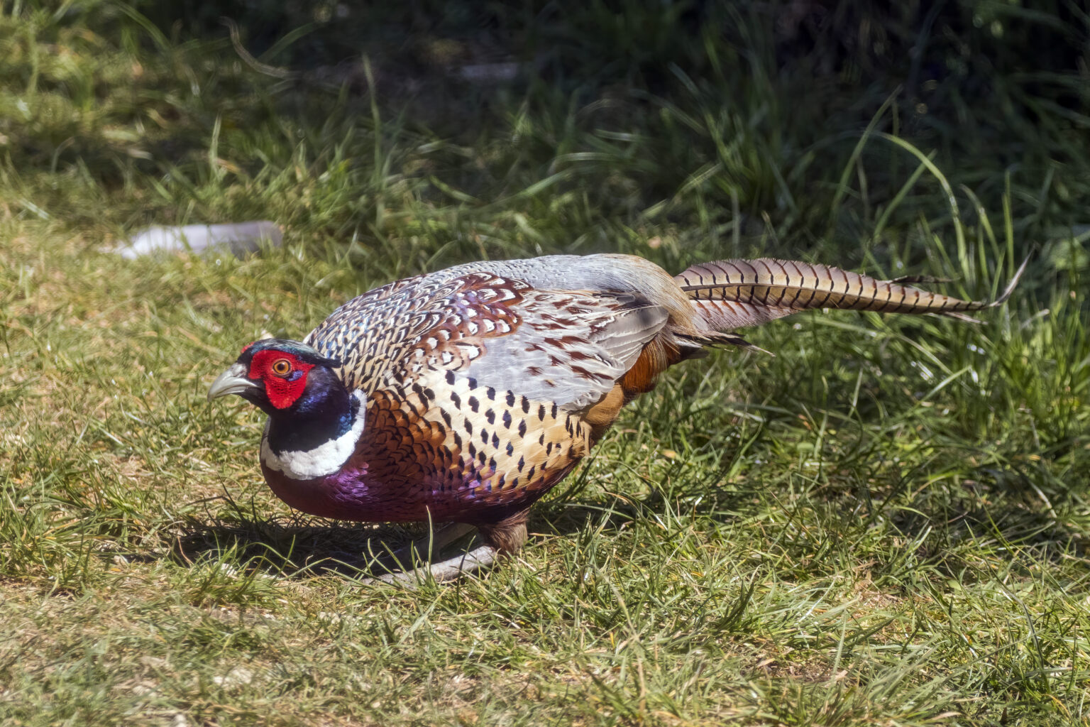 Pheasant Facts: The Avian Master of Disguise - Animals Discovered