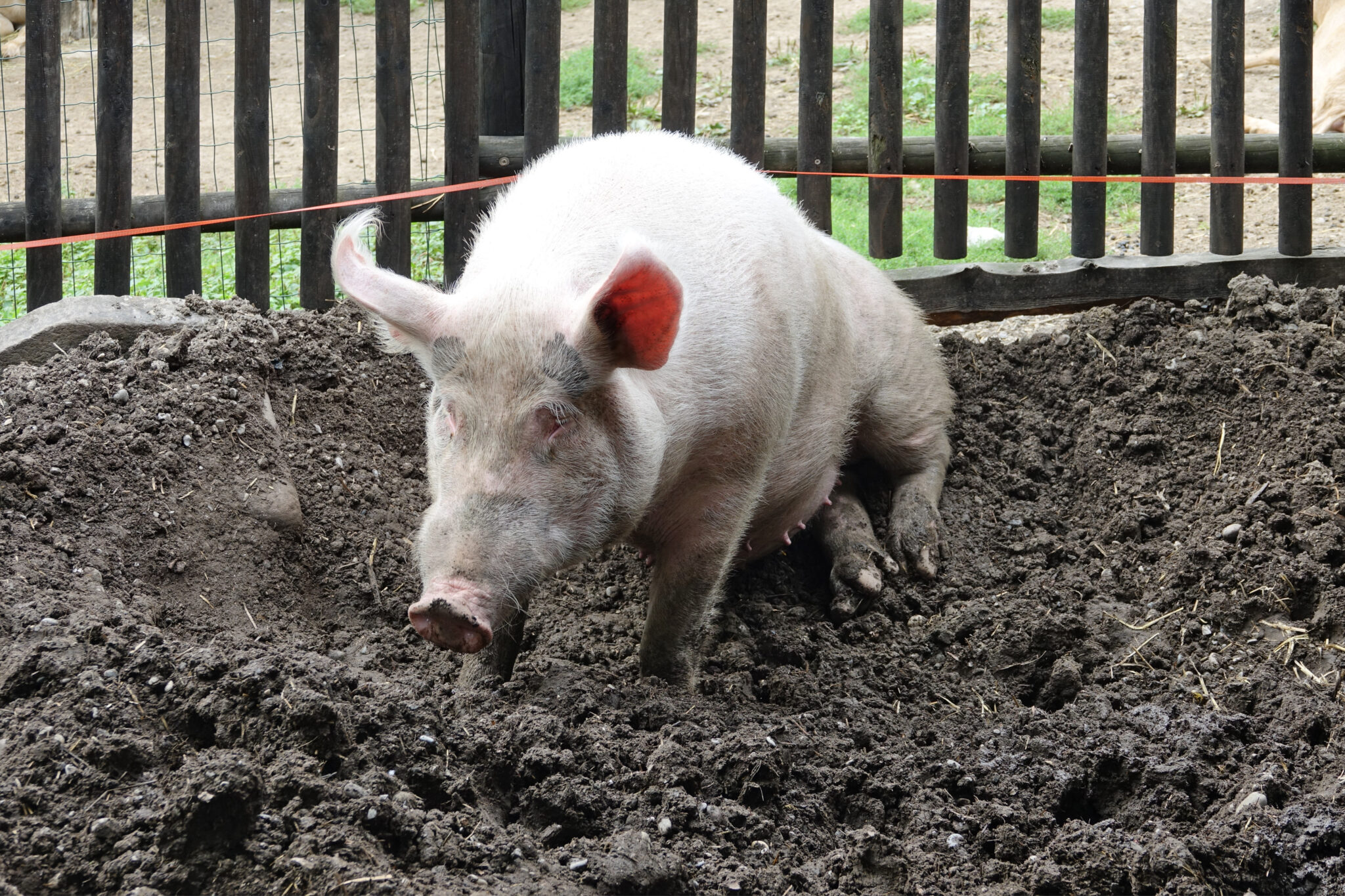 Pig Facts: The Intelligent Farmyard Genius - Animals Discovered