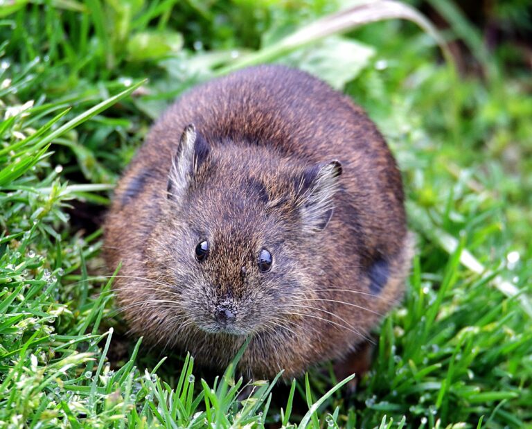 Pika Facts: Pocket-Sized Mountain Marvels - Animals Discovered