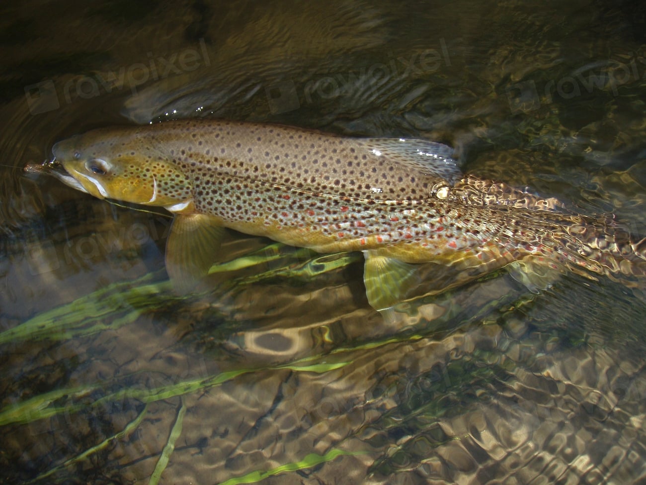 Pike Fish Facts: The Toothsome Apex Hunter of Lakes - Animals Discovered