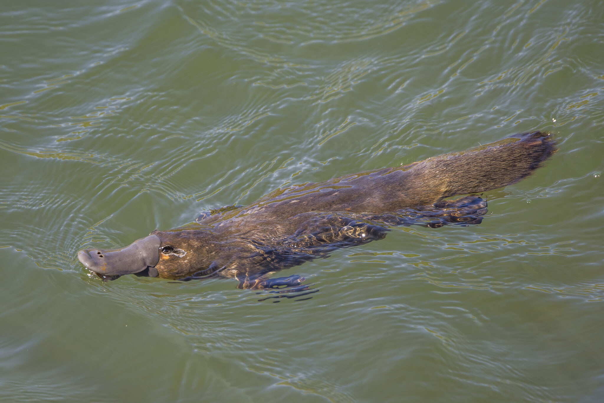 Platypus Facts: Nature's Oddball Wonder - Animals Discovered