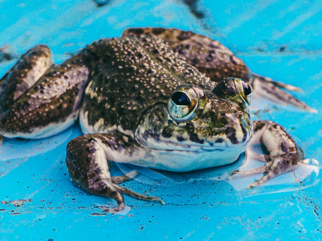 Pool Frog Facts: The Green Guardian of Ponds - Animals Discovered