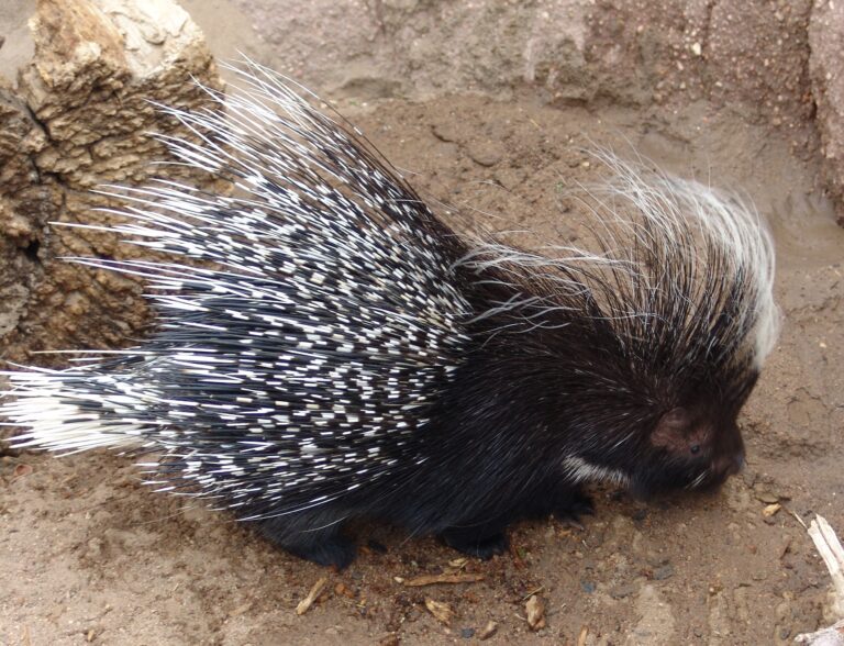 Porcupine Facts: The Woodland's Prickly Phantom - Animals Discovered