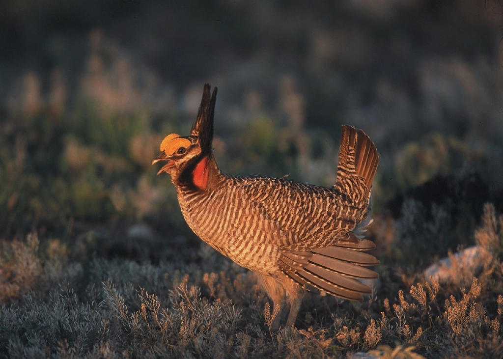 Prairie Chicken Facts: The Colorful Lekking Marvel - Animals Discovered
