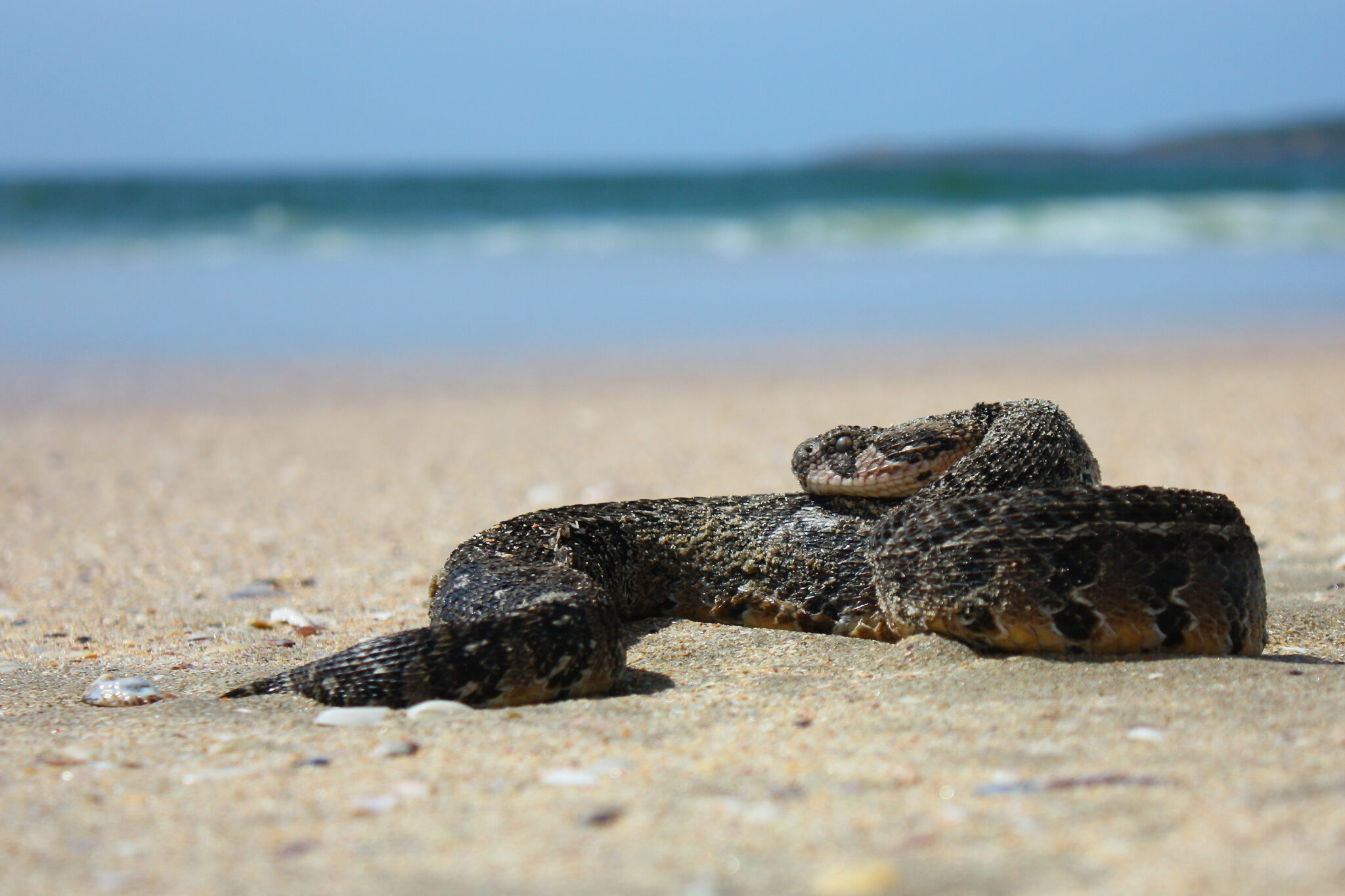Puff Adder Facts: Coiled Beauty with a Bite - Animals Discovered