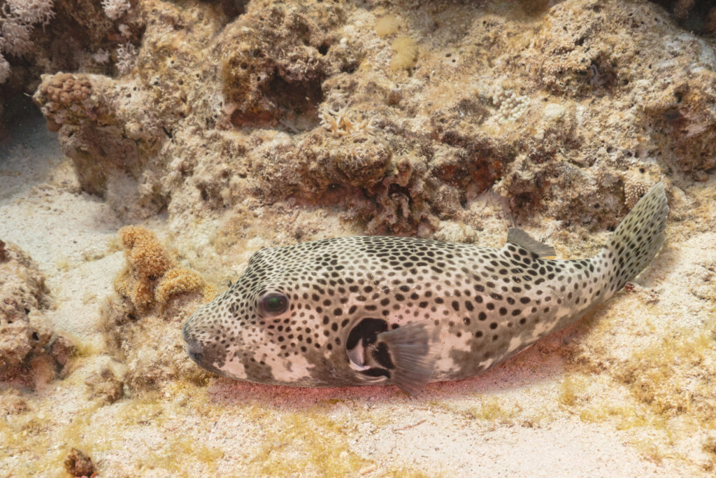 Pufferfish Facts: The Underwater Balloon Artist - Animals Discovered