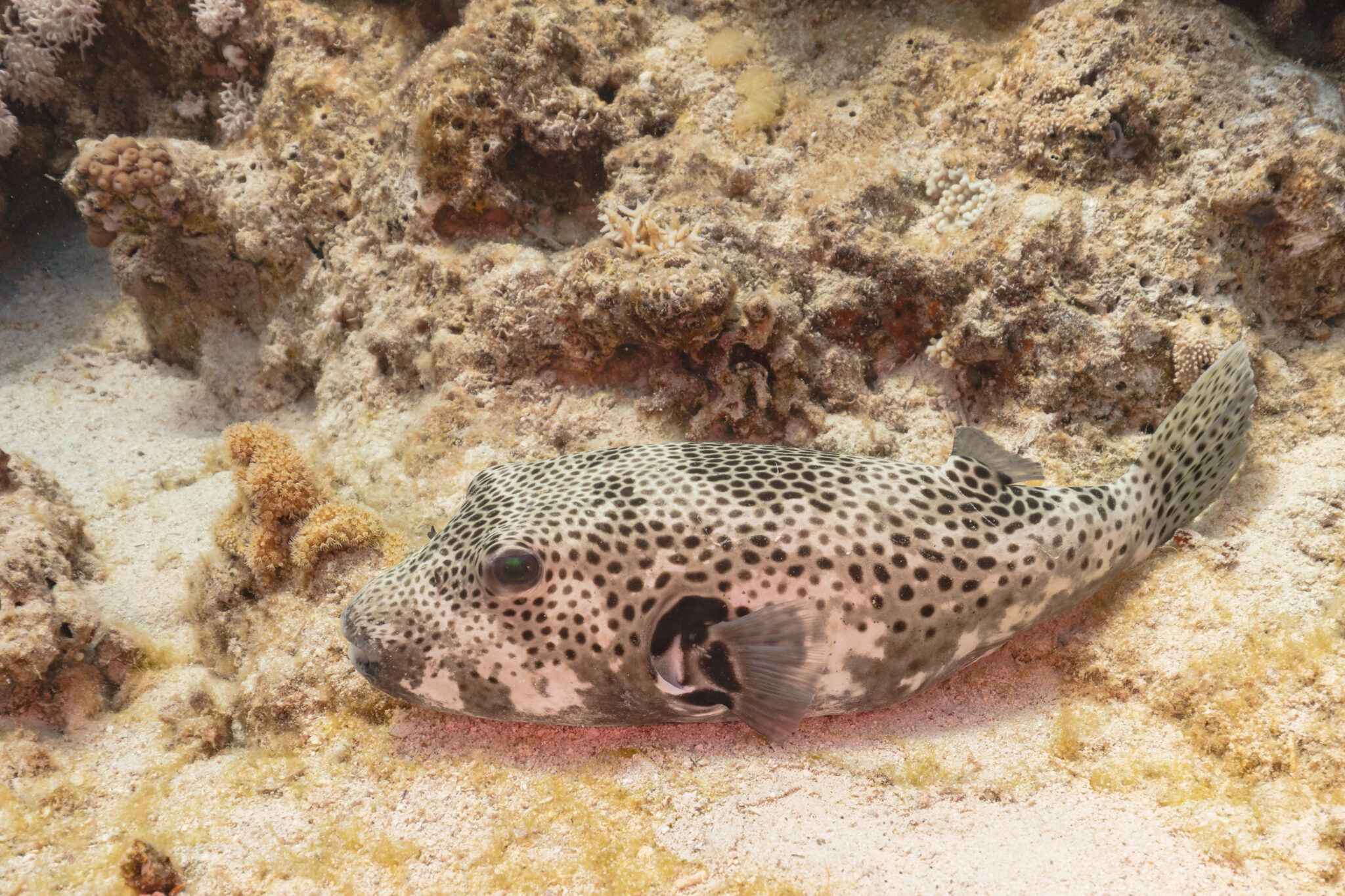 Pufferfish Facts: The Underwater Balloon Artist - Animals Discovered