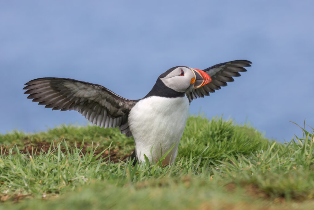 Puffin Facts: The Clown of the Sea - Animals Discovered