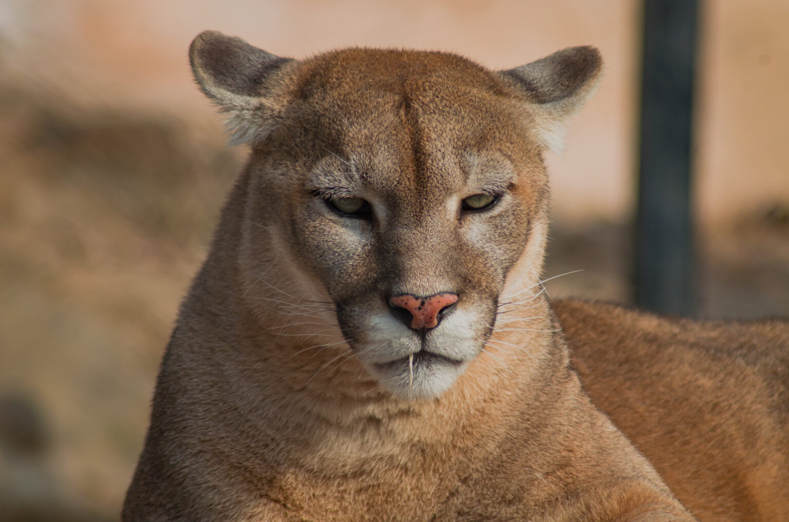 Puma Facts: The Stealthy Stalker of Mountains - Animals Discovered