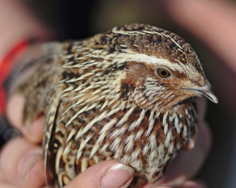 Quail Facts: Nature's Compact Game Birds - Animals Discovered
