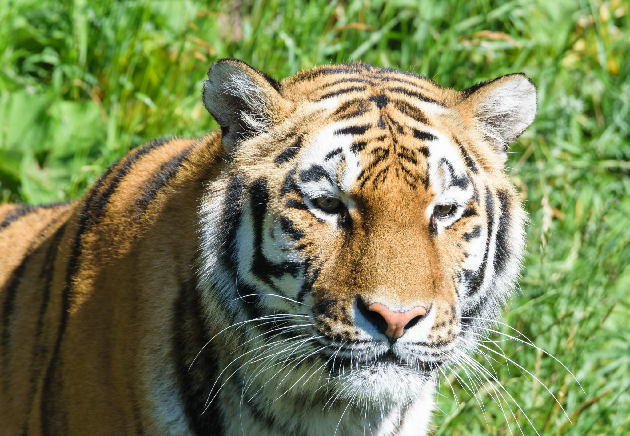 Siberian Tiger Facts: The Majestic Snow Phantom - Animals Discovered