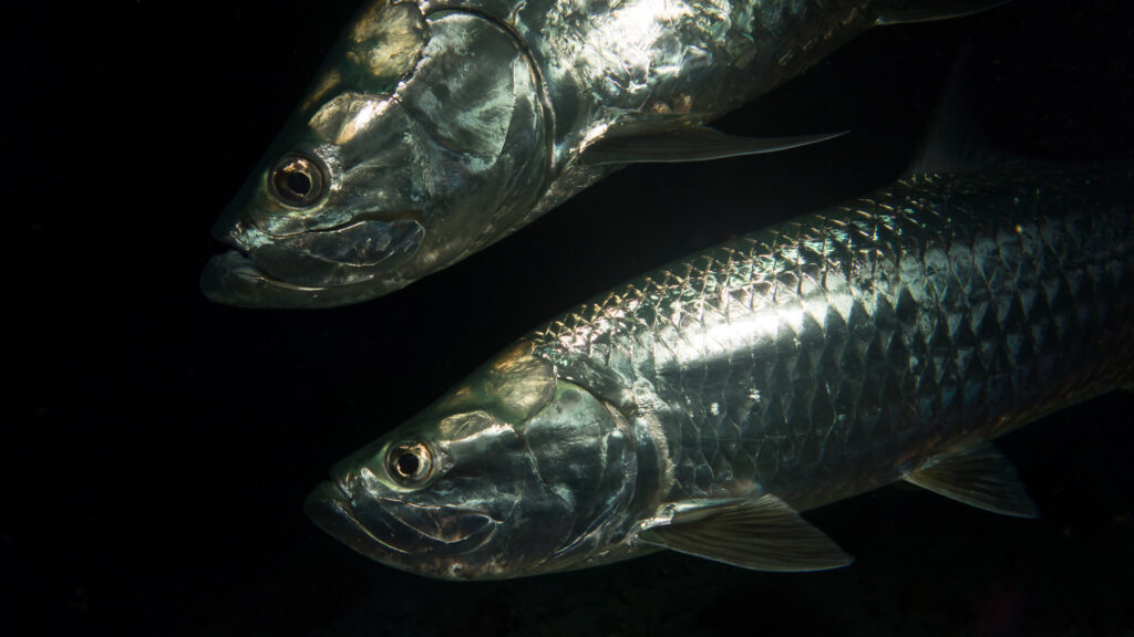 Tarpon Facts: The Silver King of the Sea - Animals Discovered