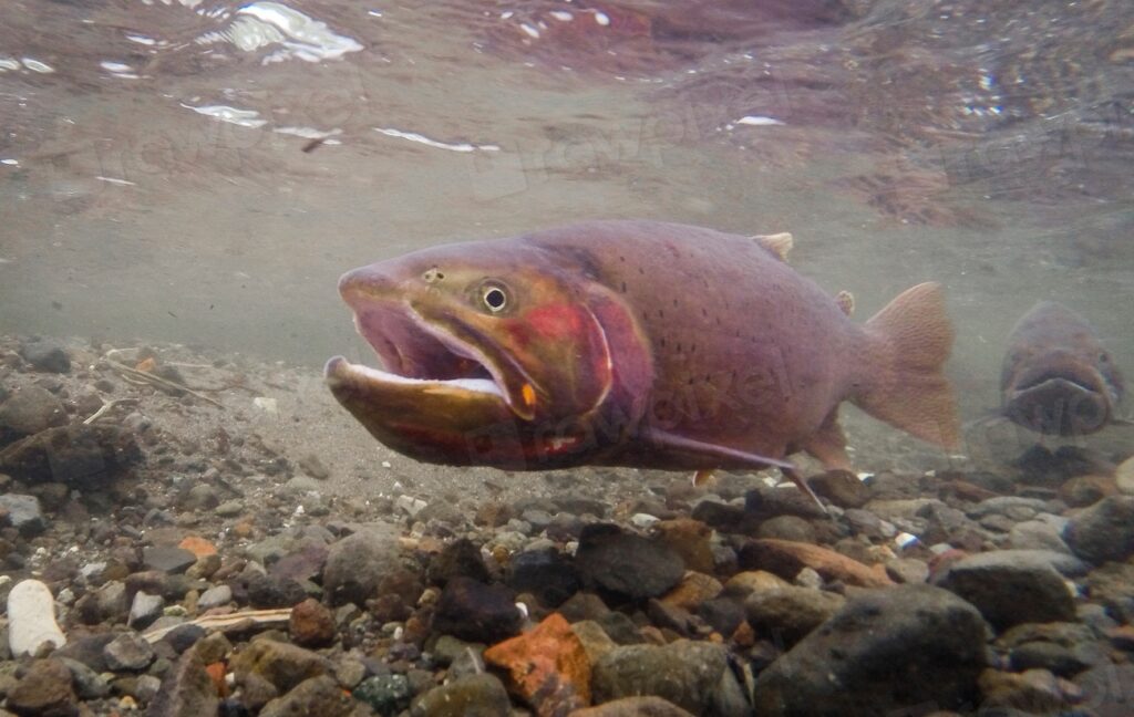 Trout Facts: Nature's Freshwater Jewel - Animals Discovered