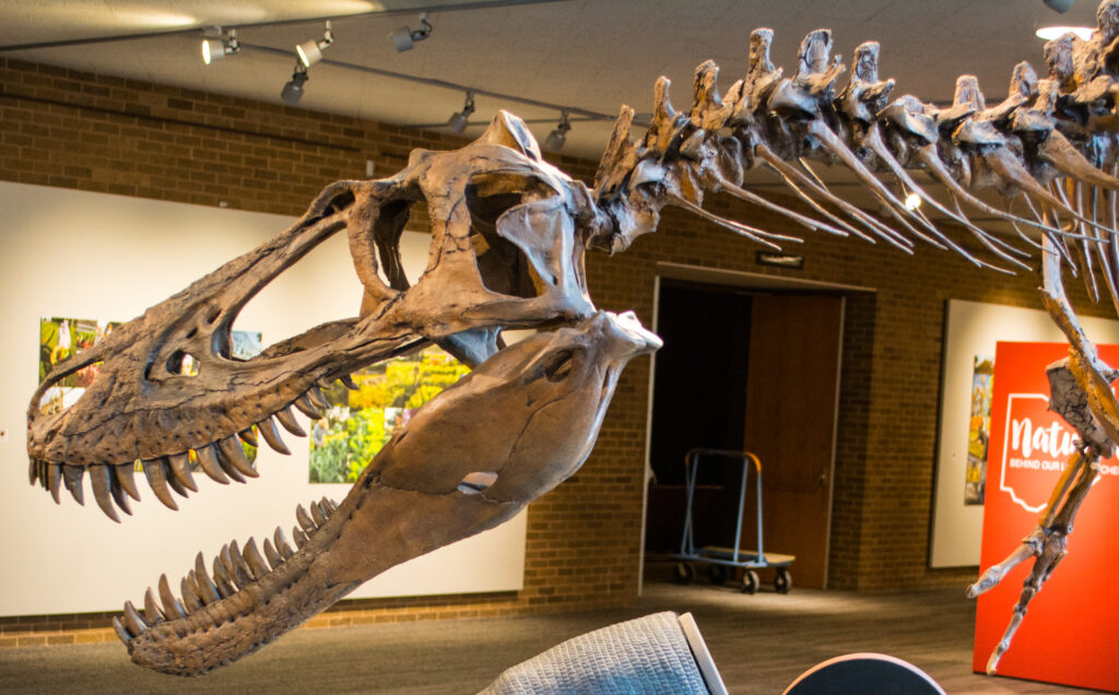 Tyrannosaurus Rex Facts: The King of the Dinosaurs - Animals Discovered