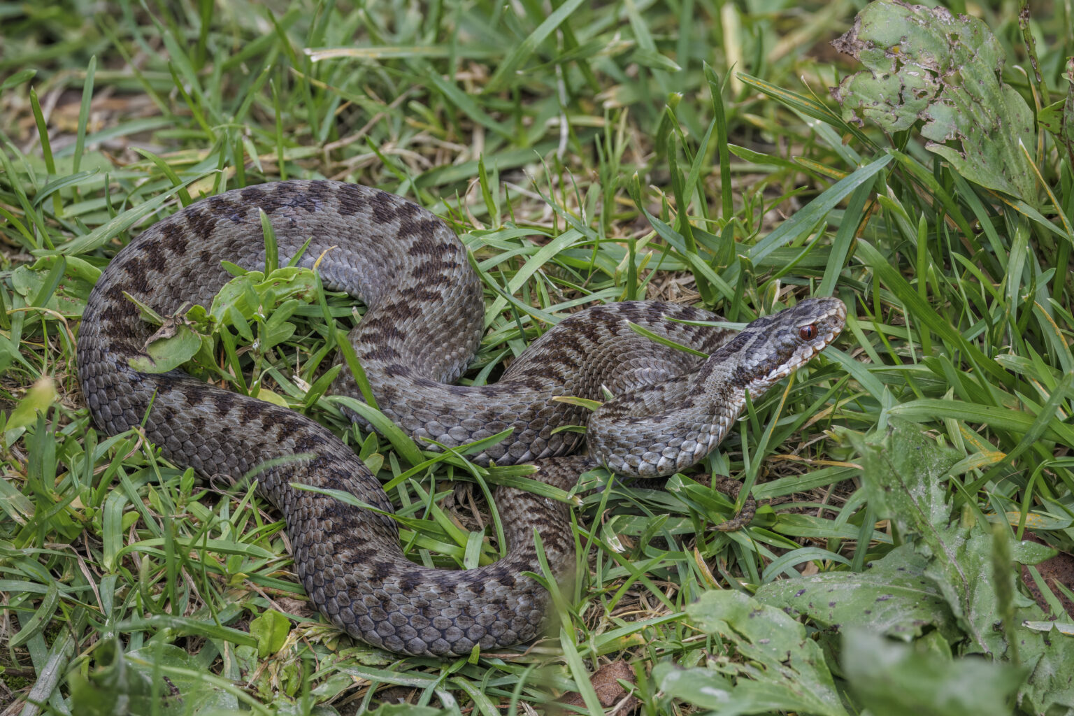 Viper Facts: The Venomous Beauty of the Wild - Animals Discovered