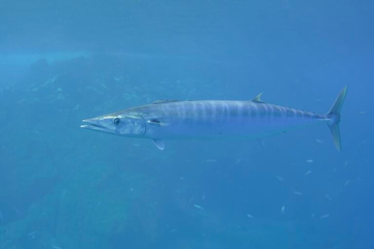 Wahoo Fish Facts: The Speedy Ocean Predator - Animals Discovered