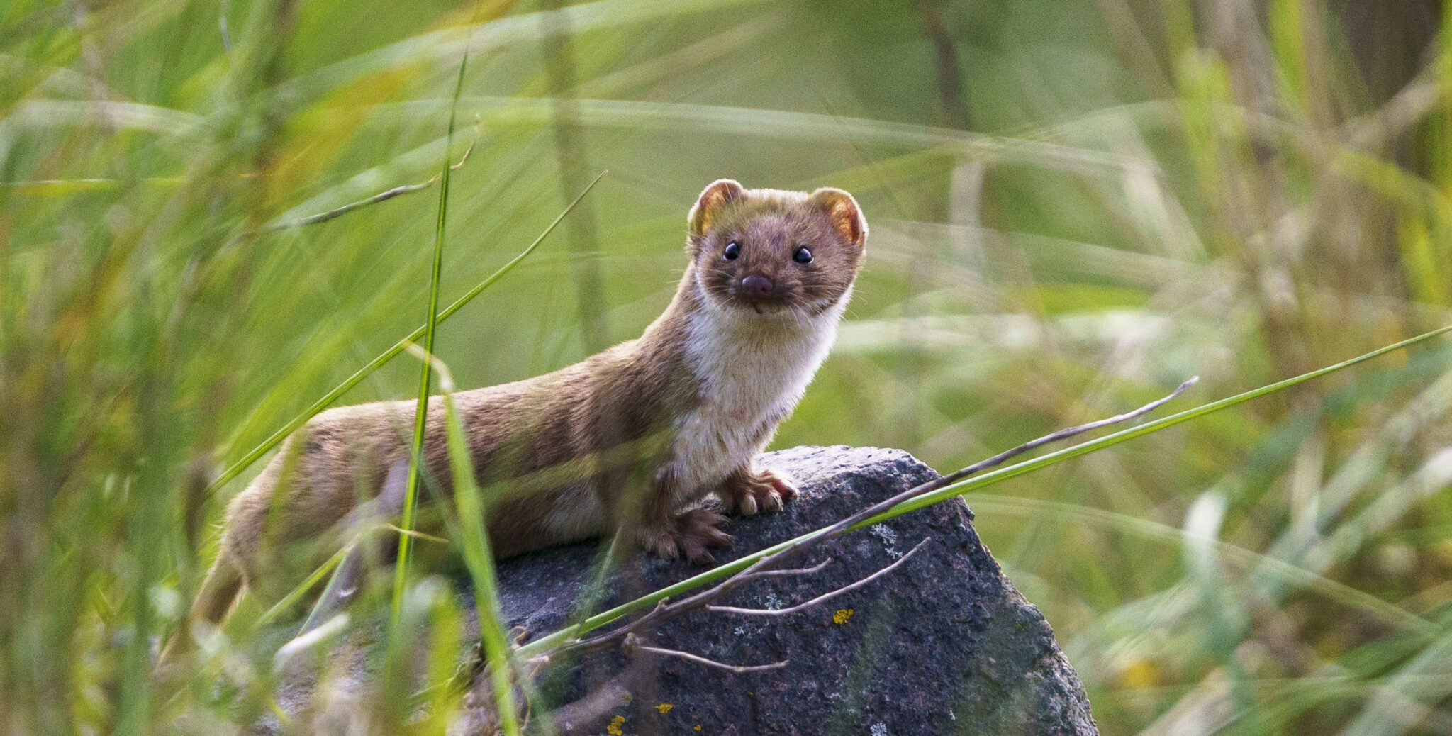 Weasel Facts: The Crafty Furball of the Wild - Animals Discovered