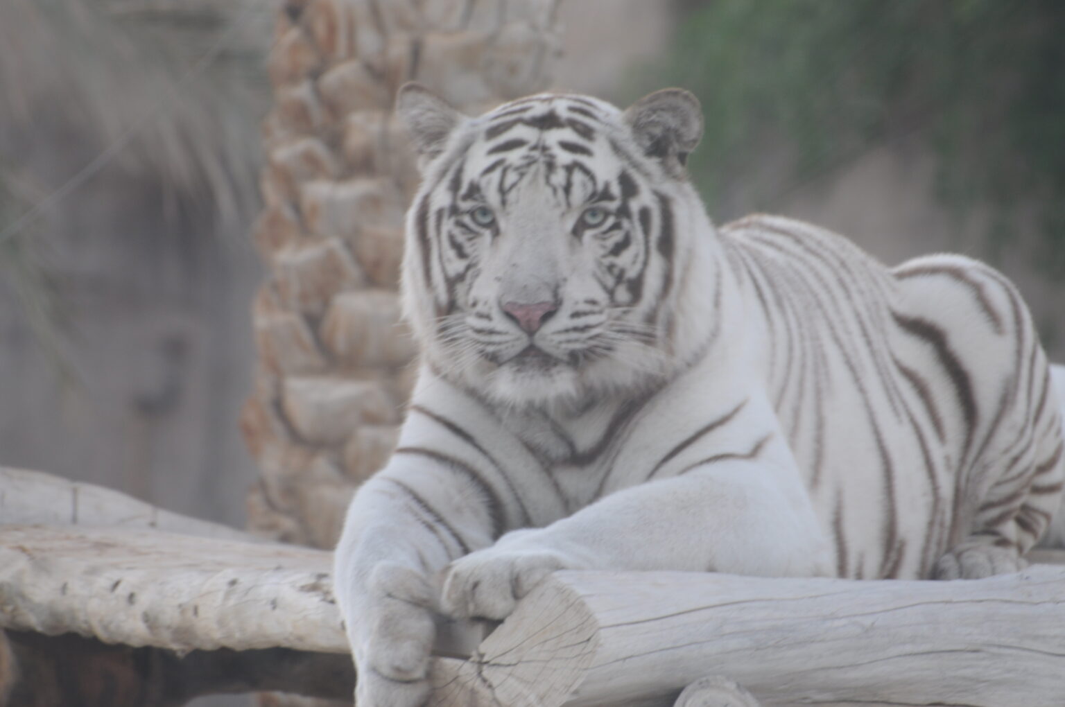 White Tiger Facts: Nature's Rare Snowy Marvel - Animals Discovered