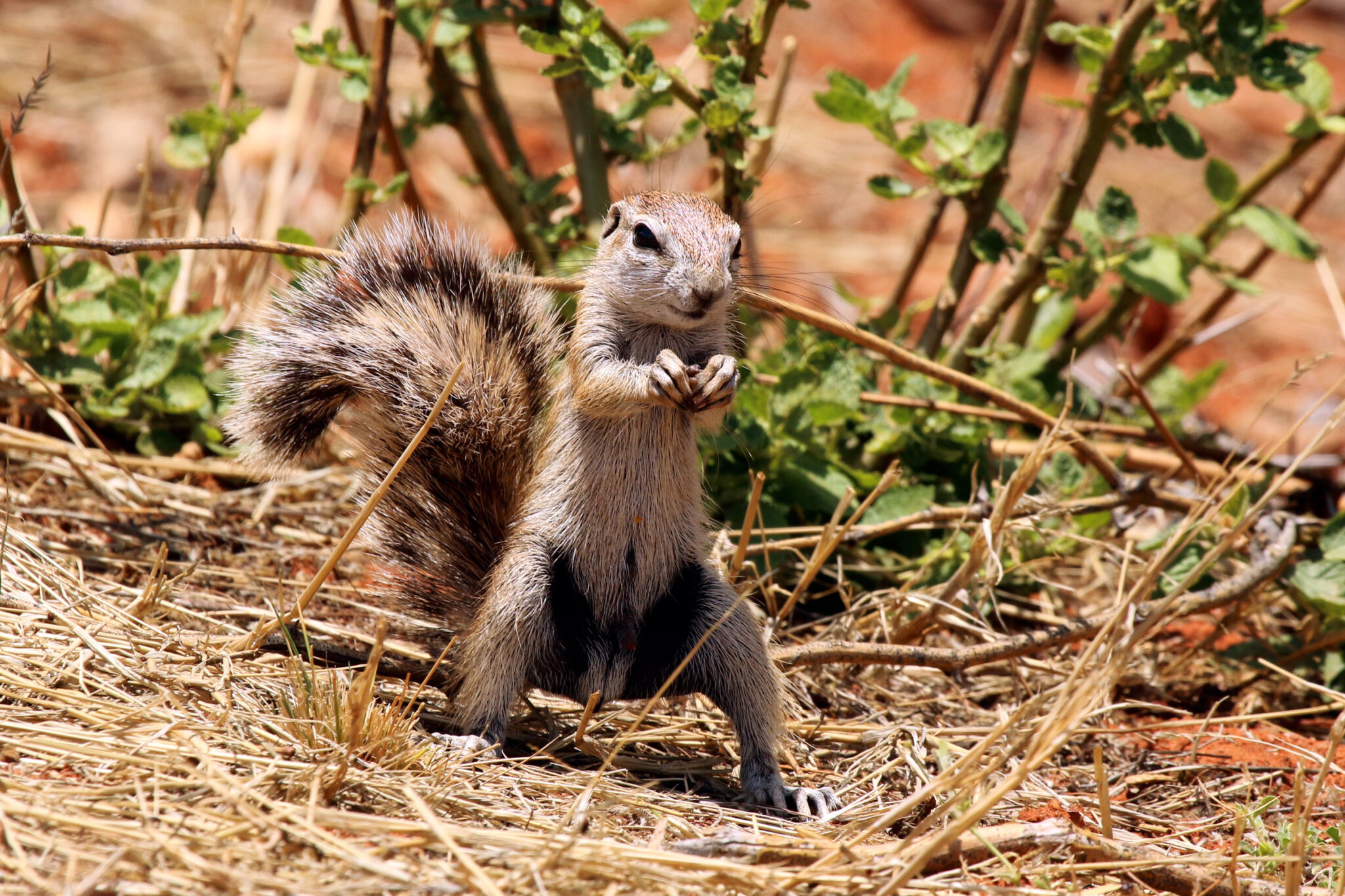 Xerus Facts: The Playful African Ground Squirrel - Animals Discovered