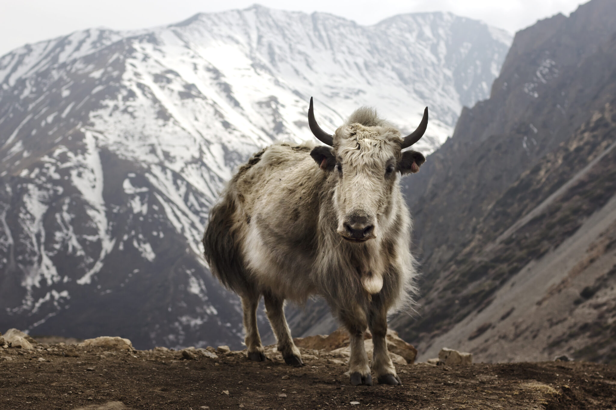 Yak Facts: The Resilient Highland Giants - Animals Discovered
