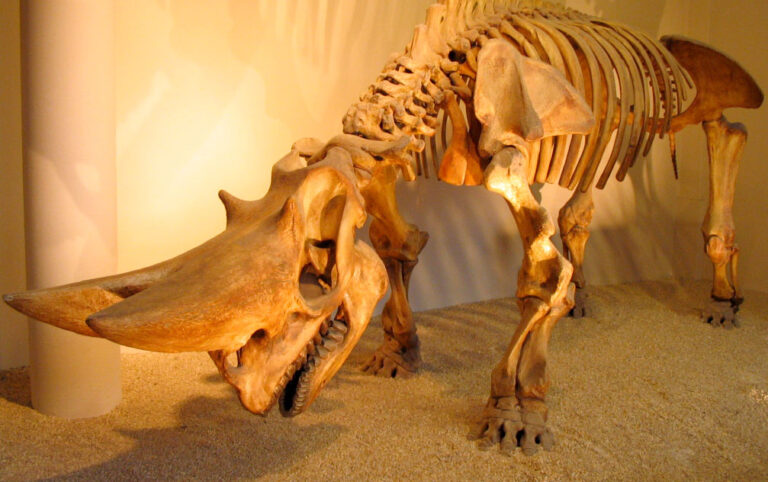 Arsinoitherium Facts: The Ancient Horned Behemoth - Animals Discovered