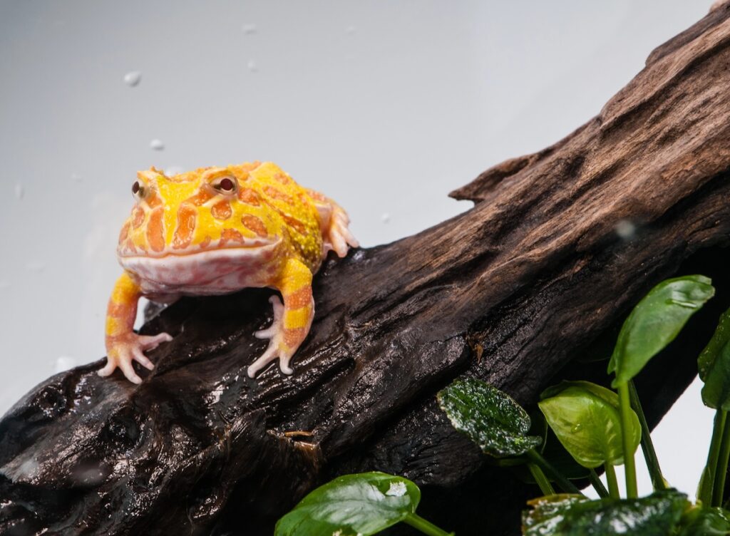 Argentine Horned Frog Facts: The Fierce Amphibian Warrior - Animals ...