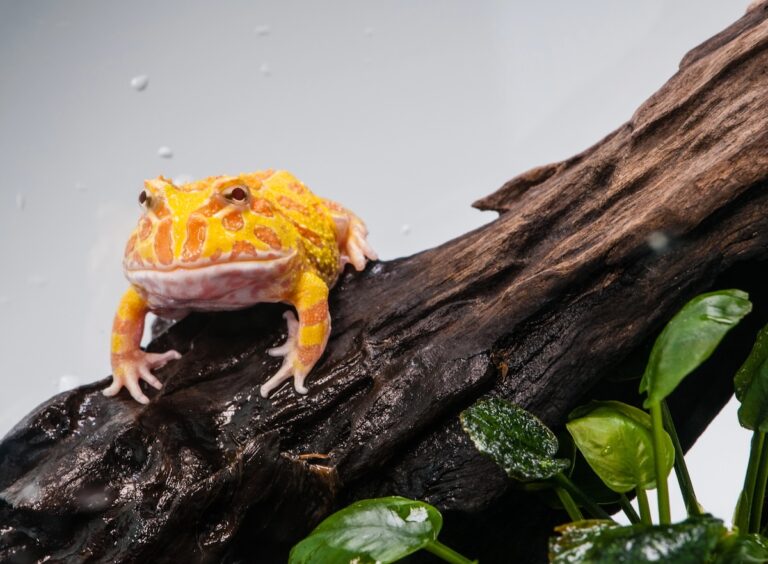 Argentine Horned Frog Facts: The Fierce Amphibian Warrior - Animals ...