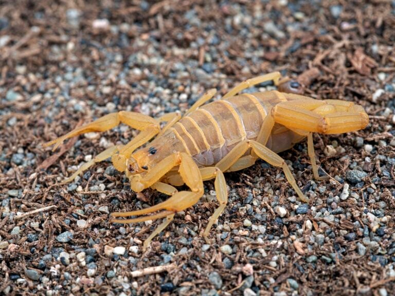 Arizona Bark Scorpion Facts: The Desert's Tiny Terror - Animals Discovered