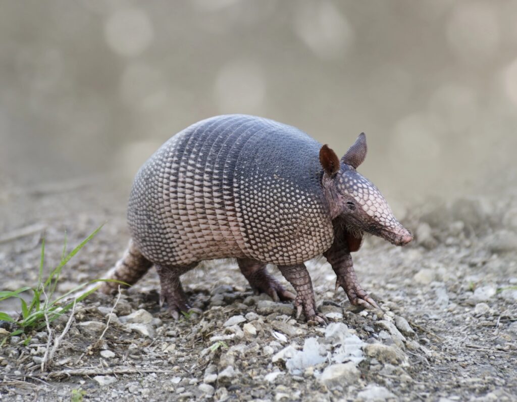 Armadillo Facts: Tiny Tank Of The Wild - Animals Discovered