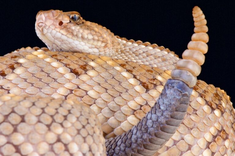 Aruba Rattlesnake Facts: The Island's Venomous Secret - Animals Discovered