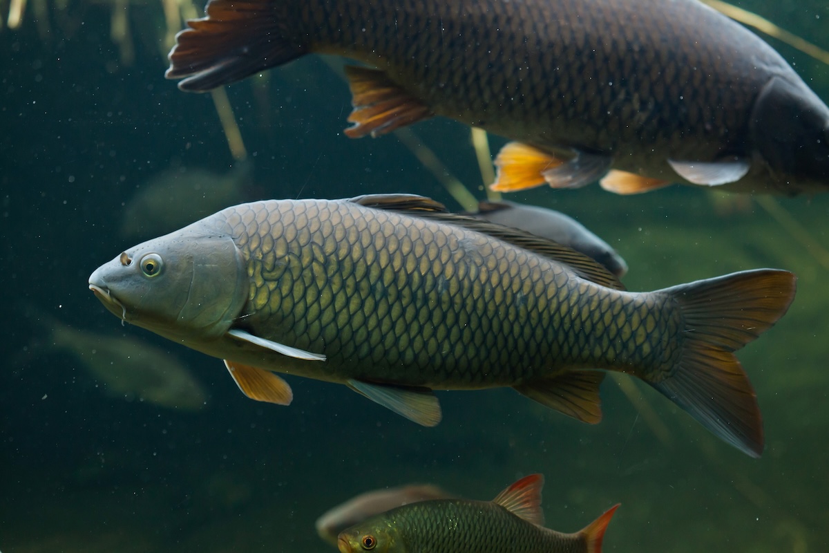 Asian Carp Facts: River Raiders with a Taste for Chaos - Animals Discovered