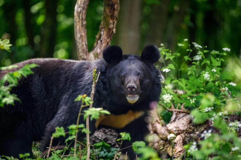 Asiatic Black Bear Facts: The Forest-Dwelling Shadow - Animals Discovered
