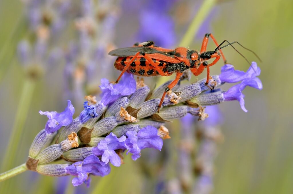 Assassin Bug Facts: The Ultimate Ambush Artist - Animals Discovered