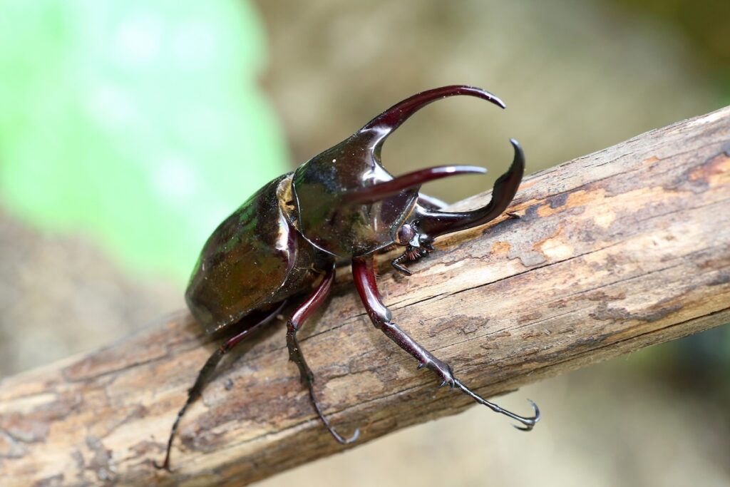 Atlas Beetle Facts: Nature's Armored Heavyweight - Animals Discovered