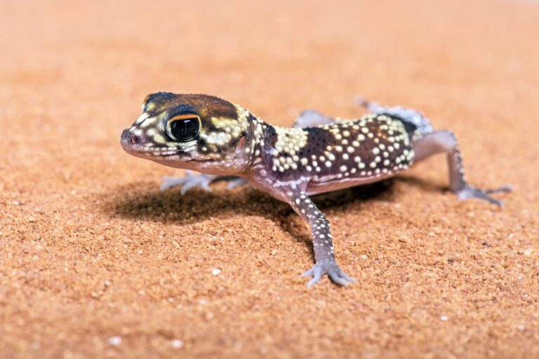 Australian Gecko Facts: The Desert's Master Illusionist - Animals ...