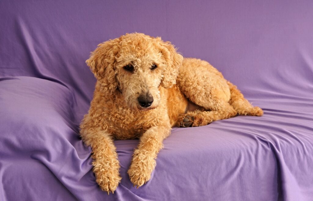 Australian Labradoodle Facts: The Playful Cuddle Machine - Animals ...