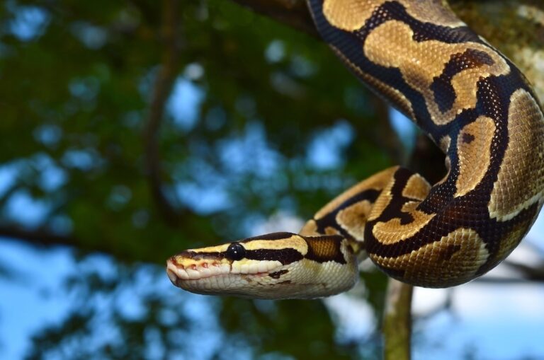 Ball Python Facts: The Serpent of Serenity - Animals Discovered