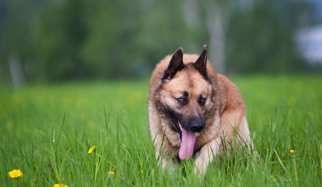 Belgian Malinois Mix Facts: The Dynamic Hybrid - Animals Discovered