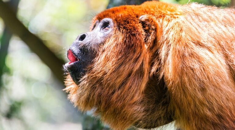 Howler Monkey Facts: The Howling Heart of the Jungle - Animals Discovered