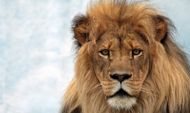 Lion Facts: The King of the Savannah - Animals Discovered